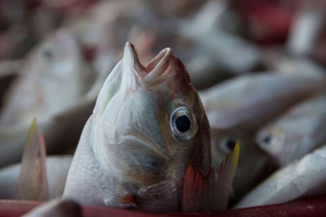 ¿El pez zombi? Video de un pescado Frito que se mueve sobre la mesa ...