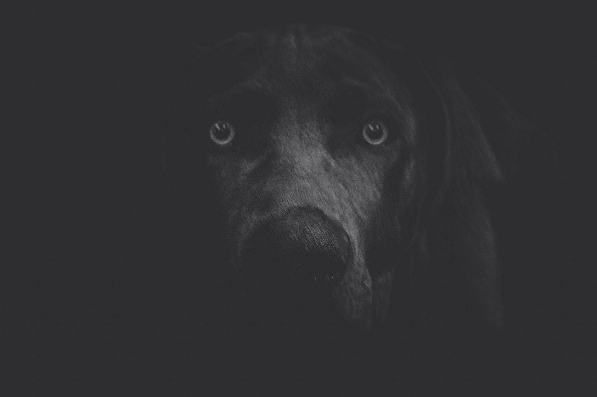 ¿Los perros pueden ver fantasmas?