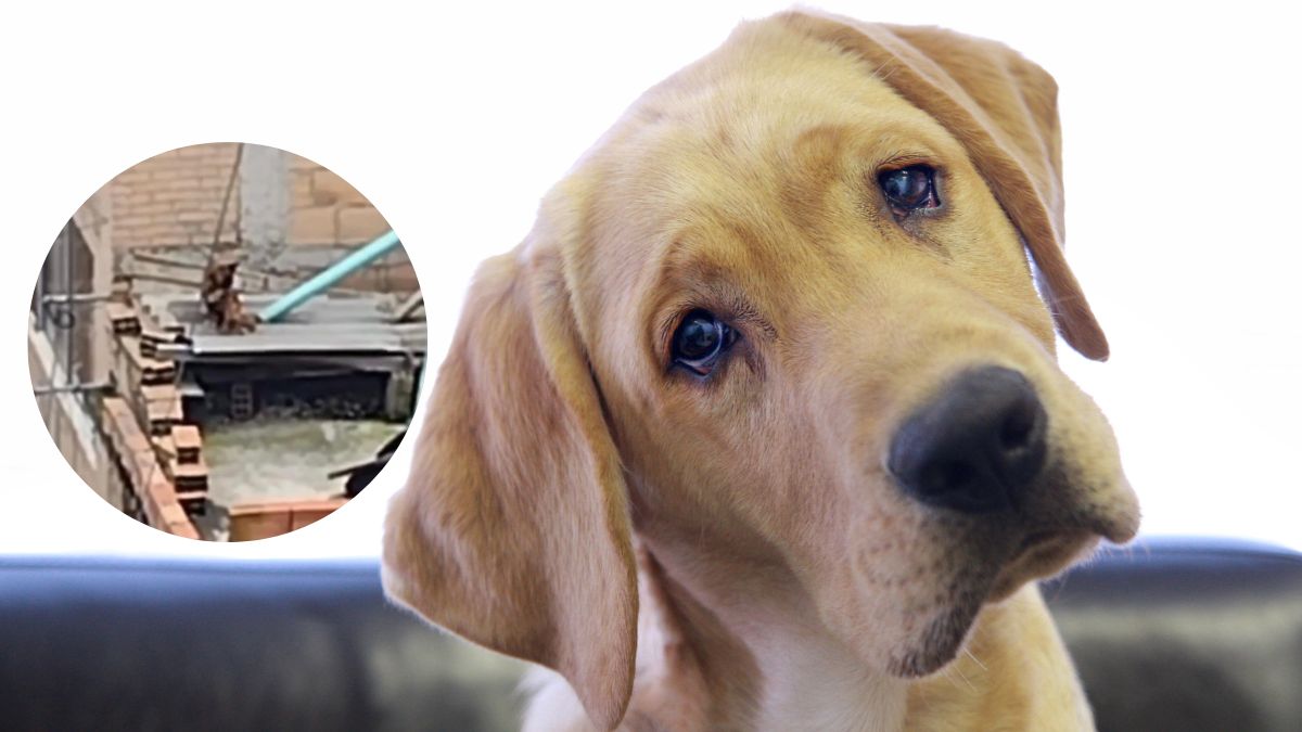 Imágenes desgarradoras: Perro abandonado en una azotea