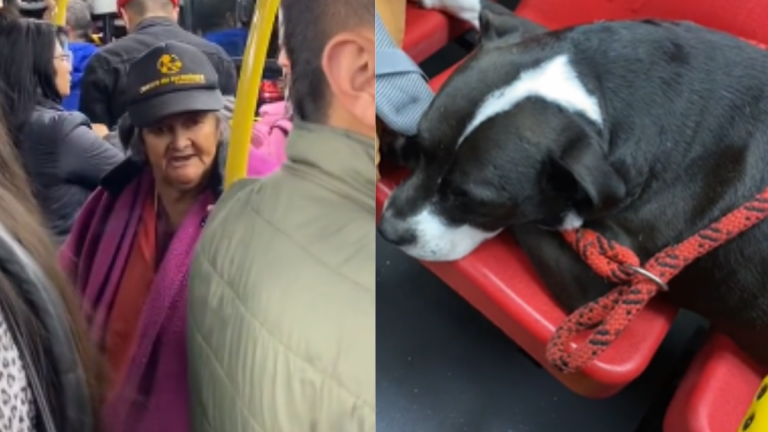 video de perro ocupando sillas en transmilenio
